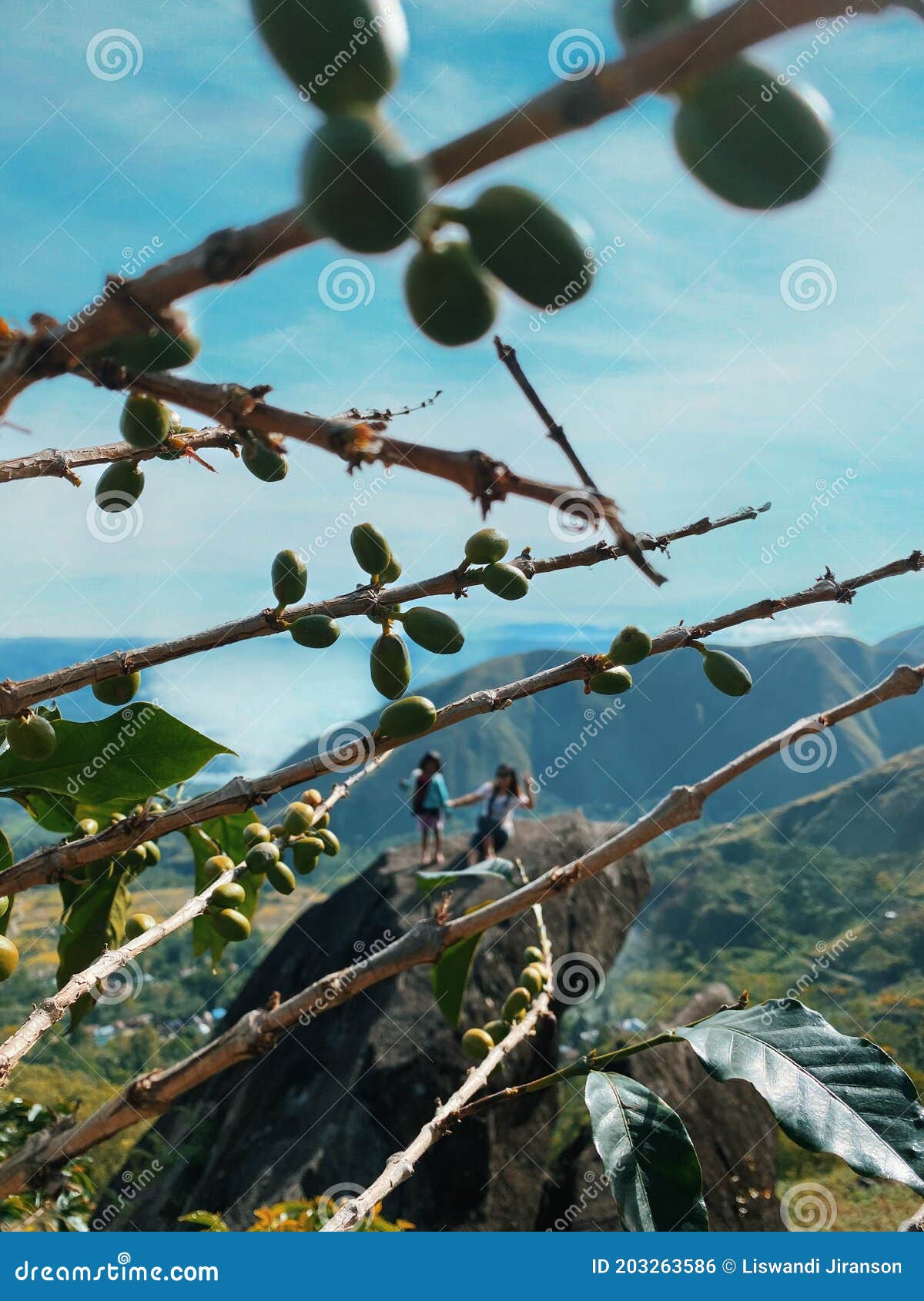 Coffee Trees stock photo. Image of rocks, coffee, mountain - 203263586