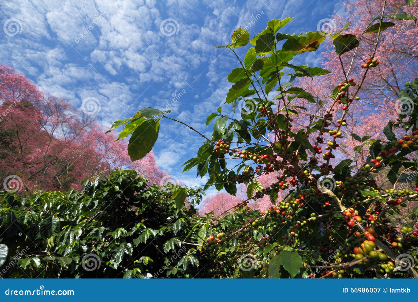 Coffee trees stock image. Image of wild, agriculture - 66986007