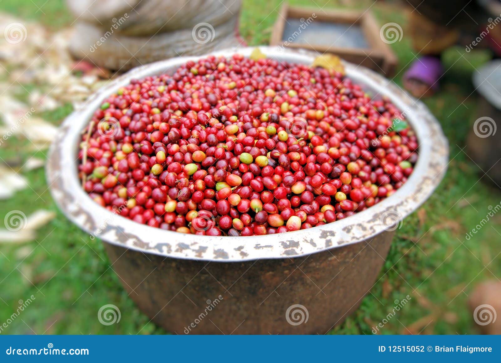 Coffee in Uganda stock photo. Image of uganda, beans - 12515052