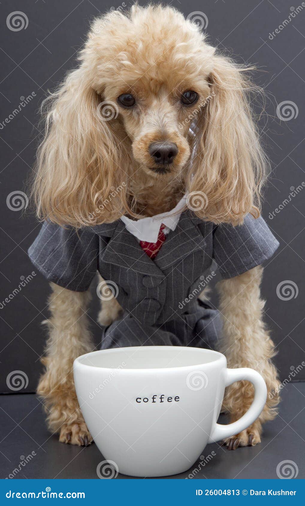 Coffee for the Work Day stock image. Image of animal - 26004813