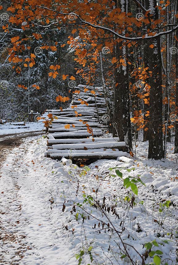 Red maple stock photo. Image of trees, winter, leaves - 30258402