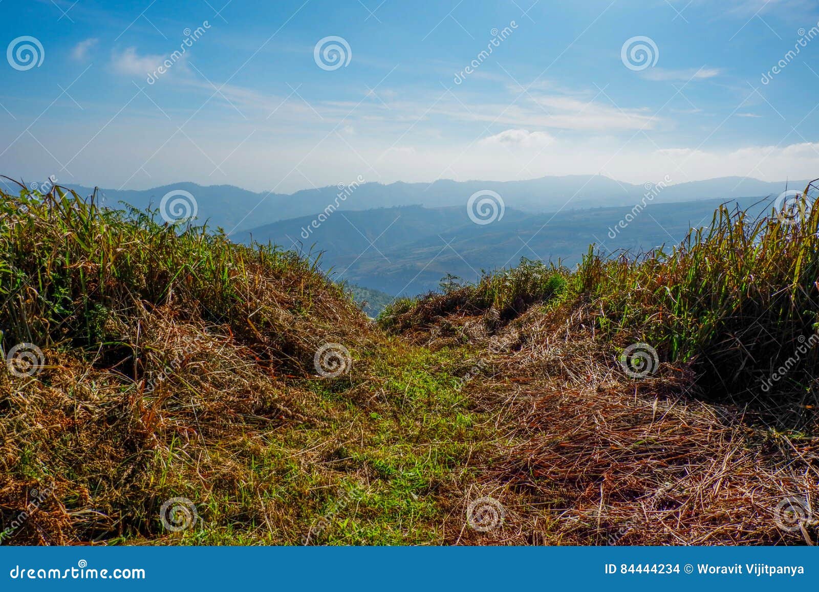 Cogon Grass stock photo. Image of wild, grass, white - 84444234