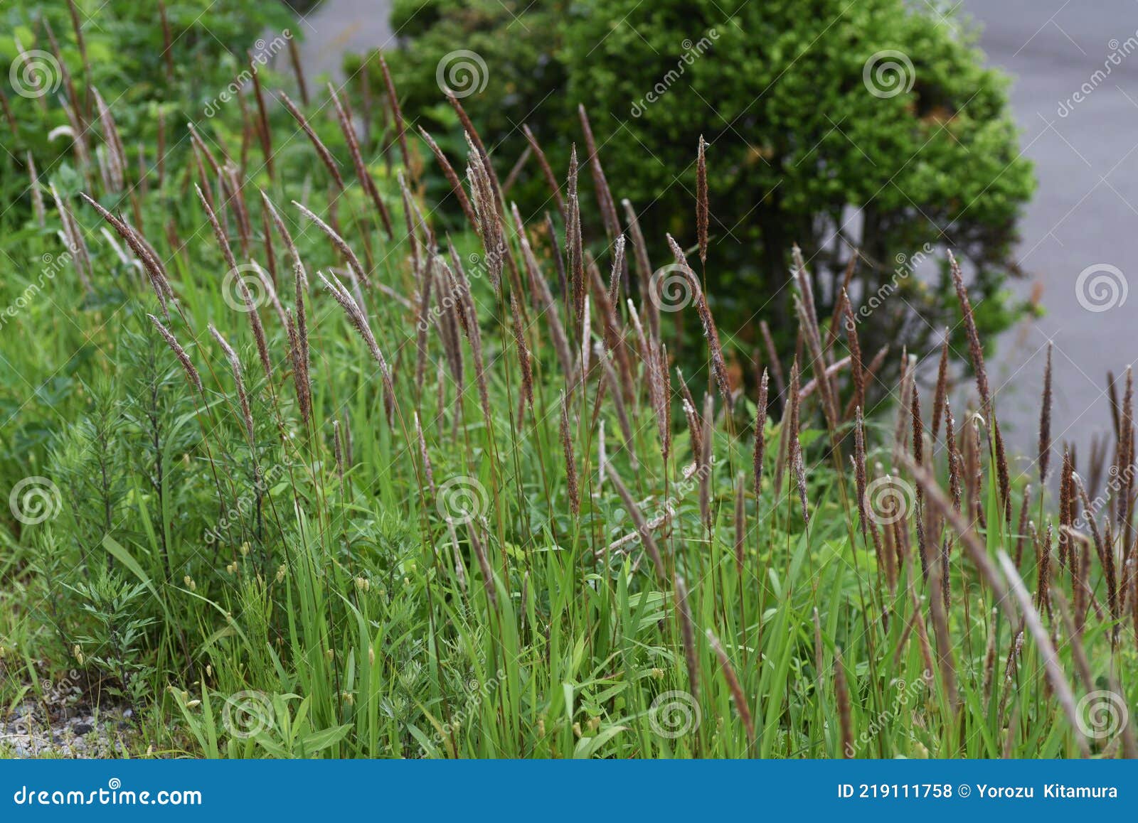 Cogon grass fluff. stock photo. Image of fluff, bright - 219111758