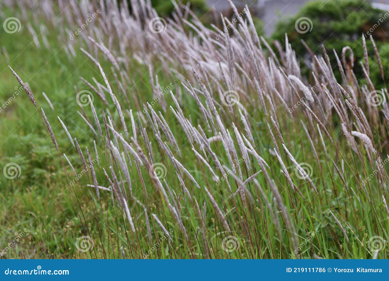Cogon grass fluff. stock photo. Image of wild, field - 219111786