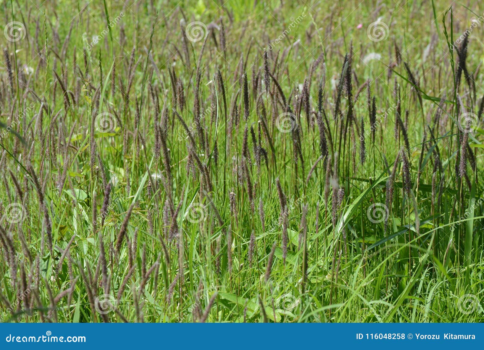 Cogon grass stock photo. Image of natural, cogon, kanagawa - 116048258