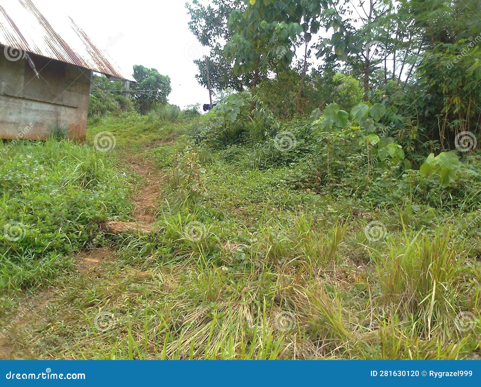 Cogon Grass in the Ground of House with Small Trees Stock Photo - Image ...