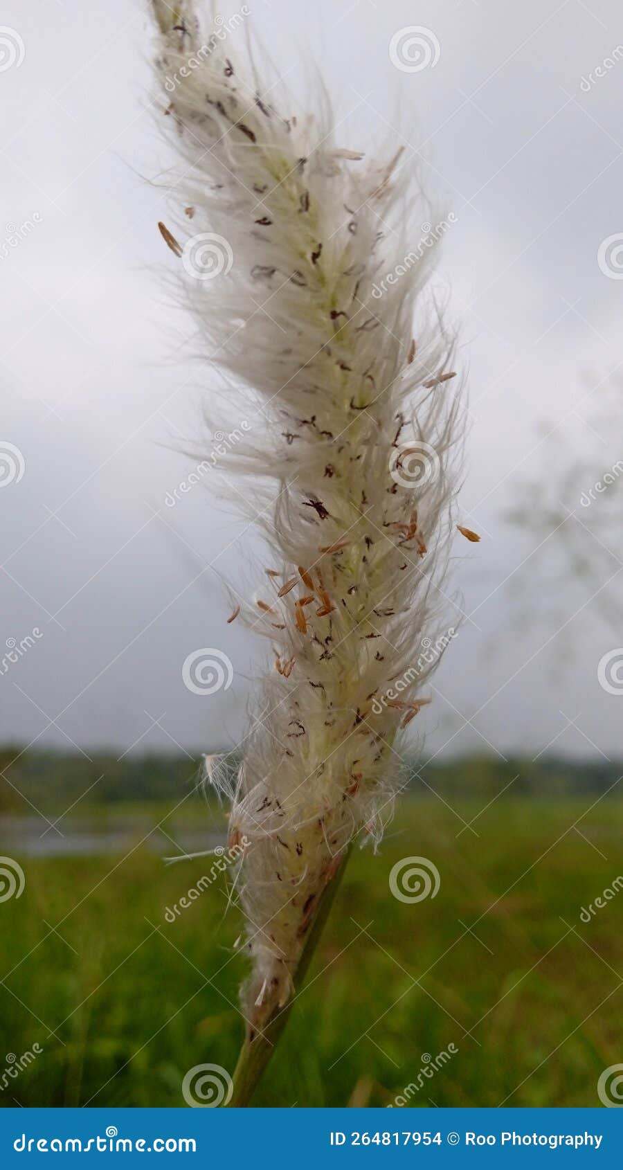 Cogon Grass - Imperata Cylindrica & Forest & Nature Stock Photo - Image ...