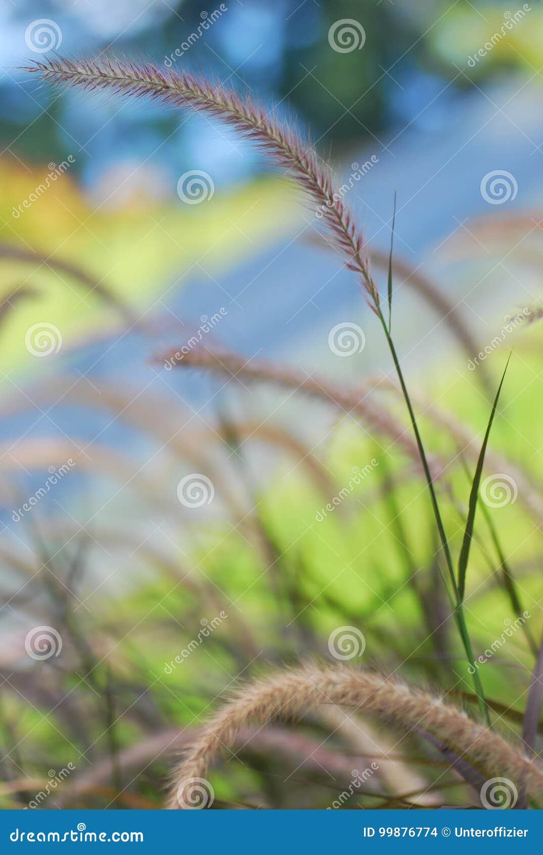 Cogon Grass stock photo. Image of chinese, earth, blady - 99876774