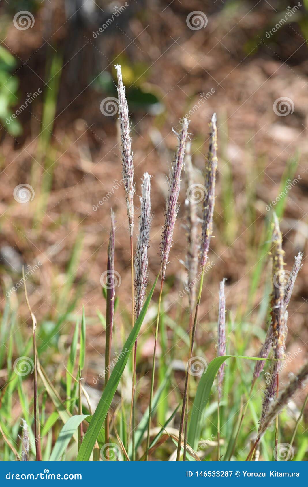 Cogon grass stock image. Image of nature, meadow, closeup - 146533287