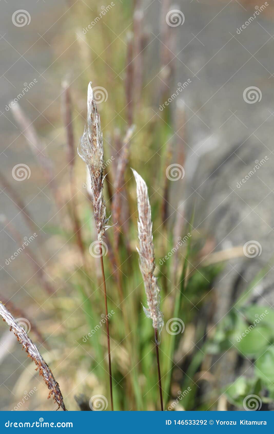 Cogon grass stock photo. Image of cylindrica, farm, closeup - 146533292