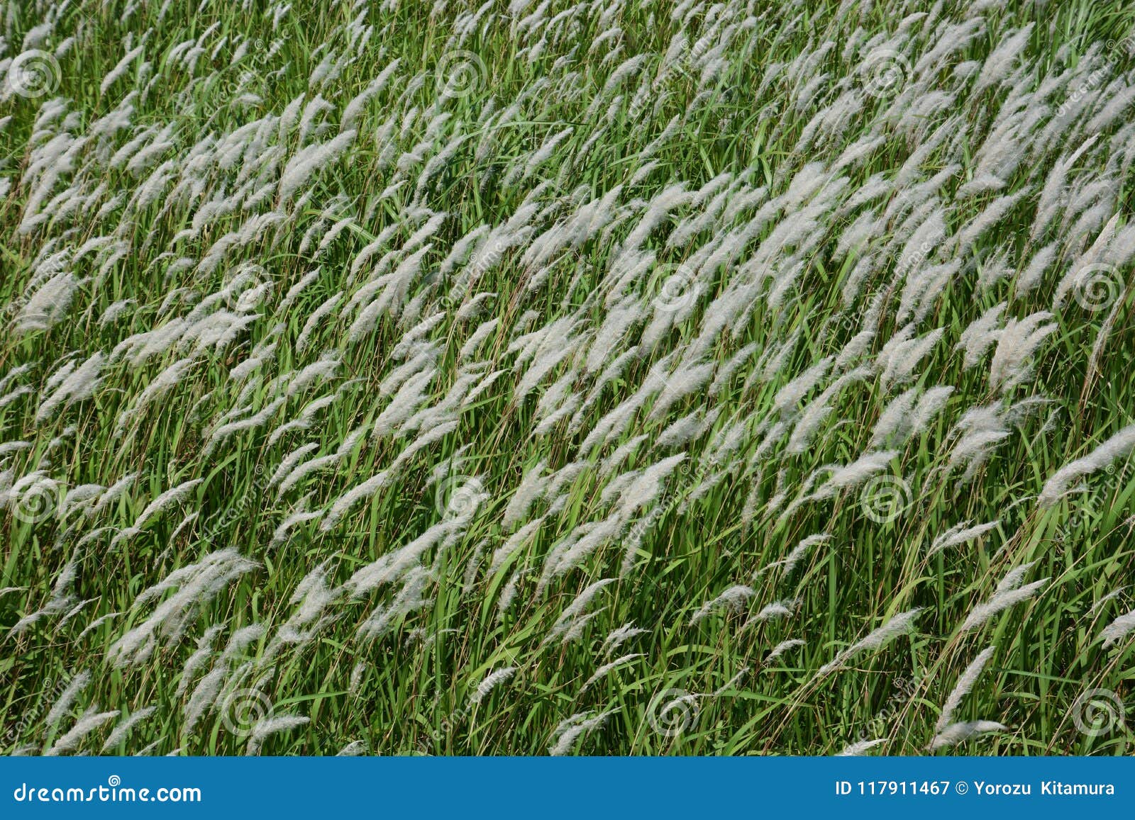 Cogon grass stock image. Image of landscape, plant, alang - 117911467
