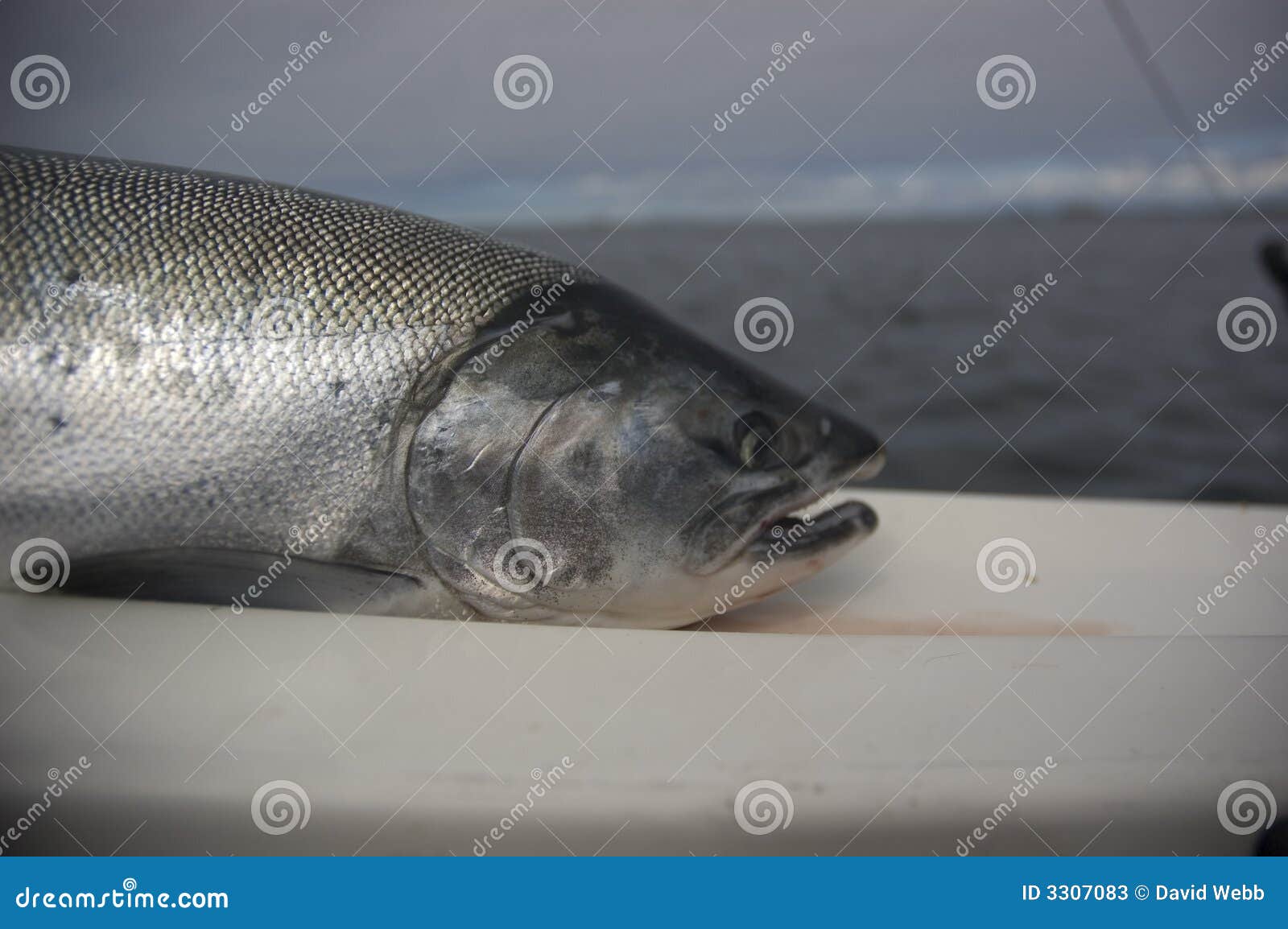 Coho Salmon stock image. Image of islander, gwaii, gills - 3307083