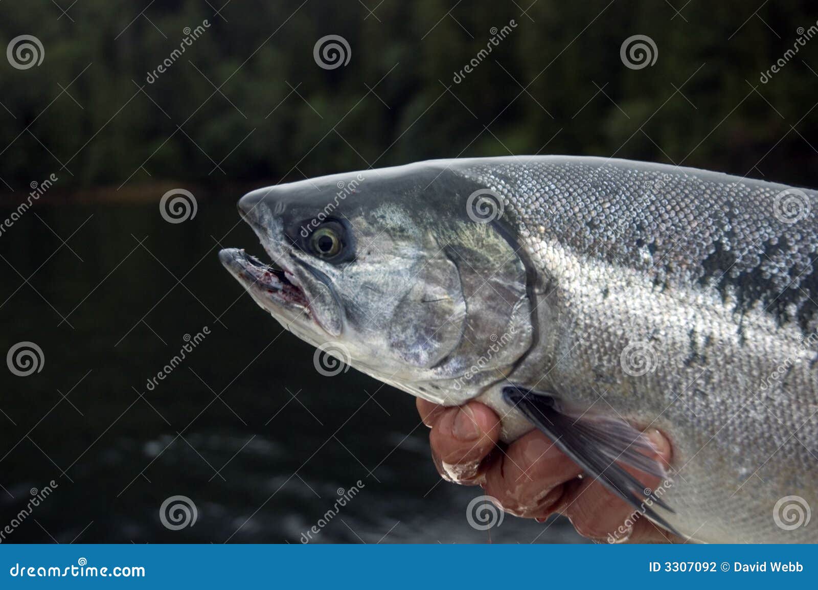 Coho Salmon stock photo. Image of pacific, coast, haida - 3307092