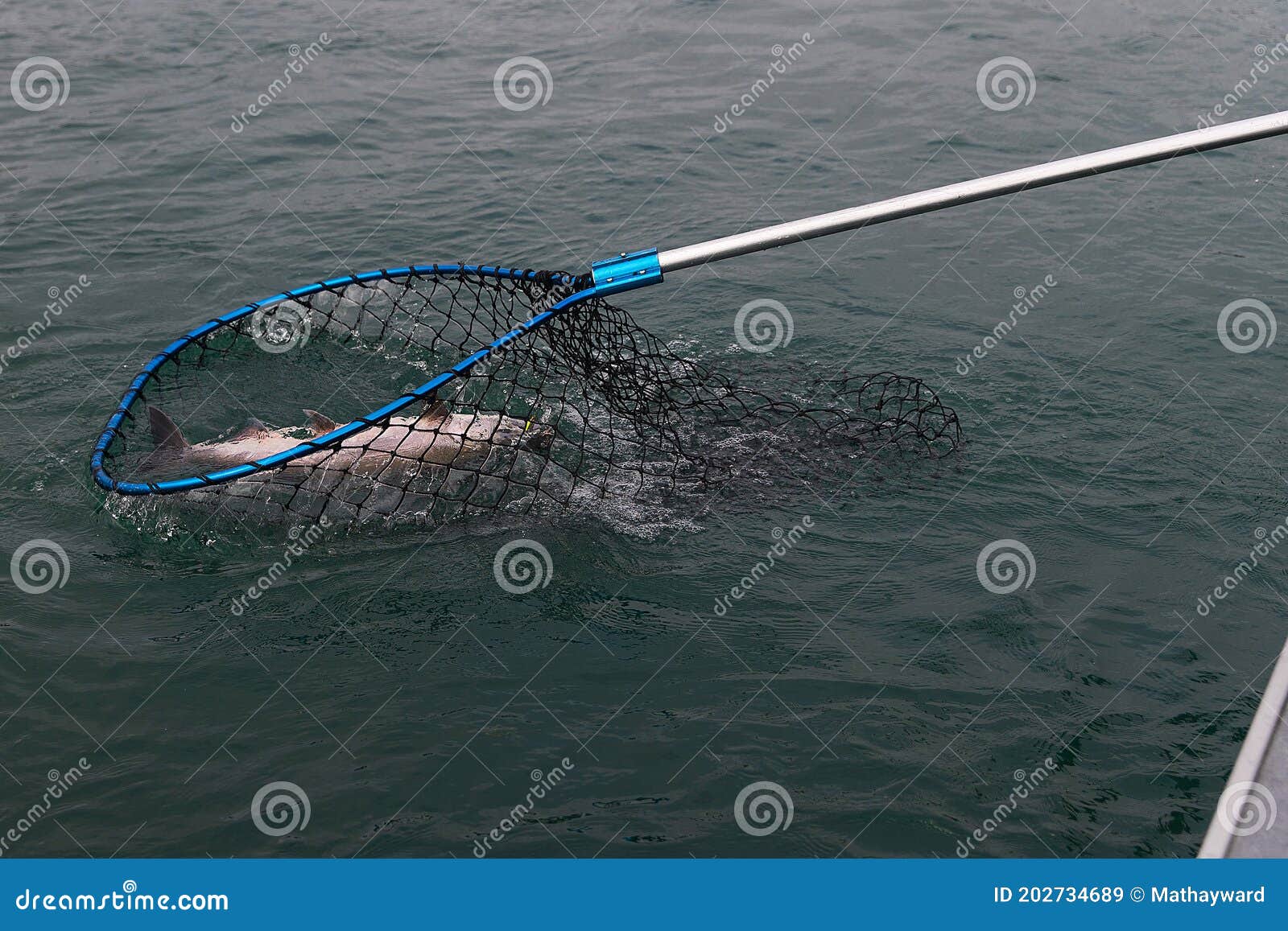 Coho Salmon Caught in a Net in Alaskan River Stock Image - Image of ...