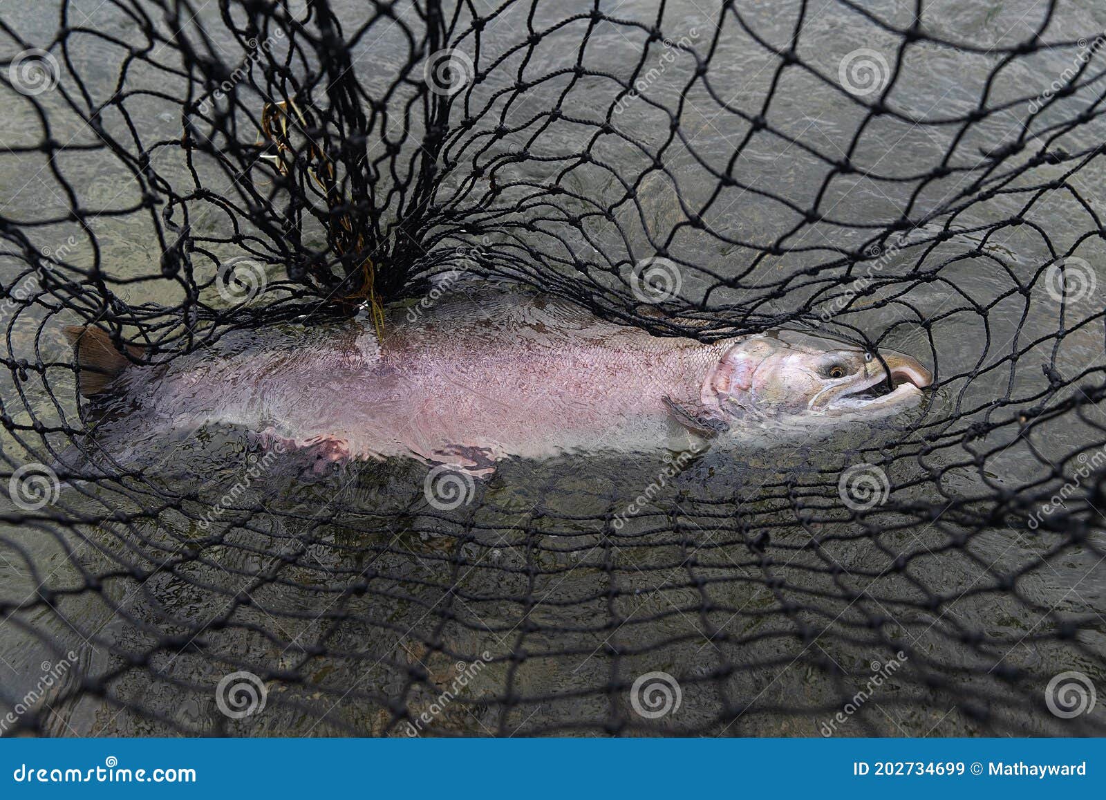 Coho Salmon Caught in a Net in Alaskan River Stock Image - Image of ...