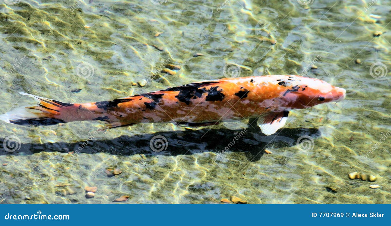 Coi Fish Picture. Image: 7707969