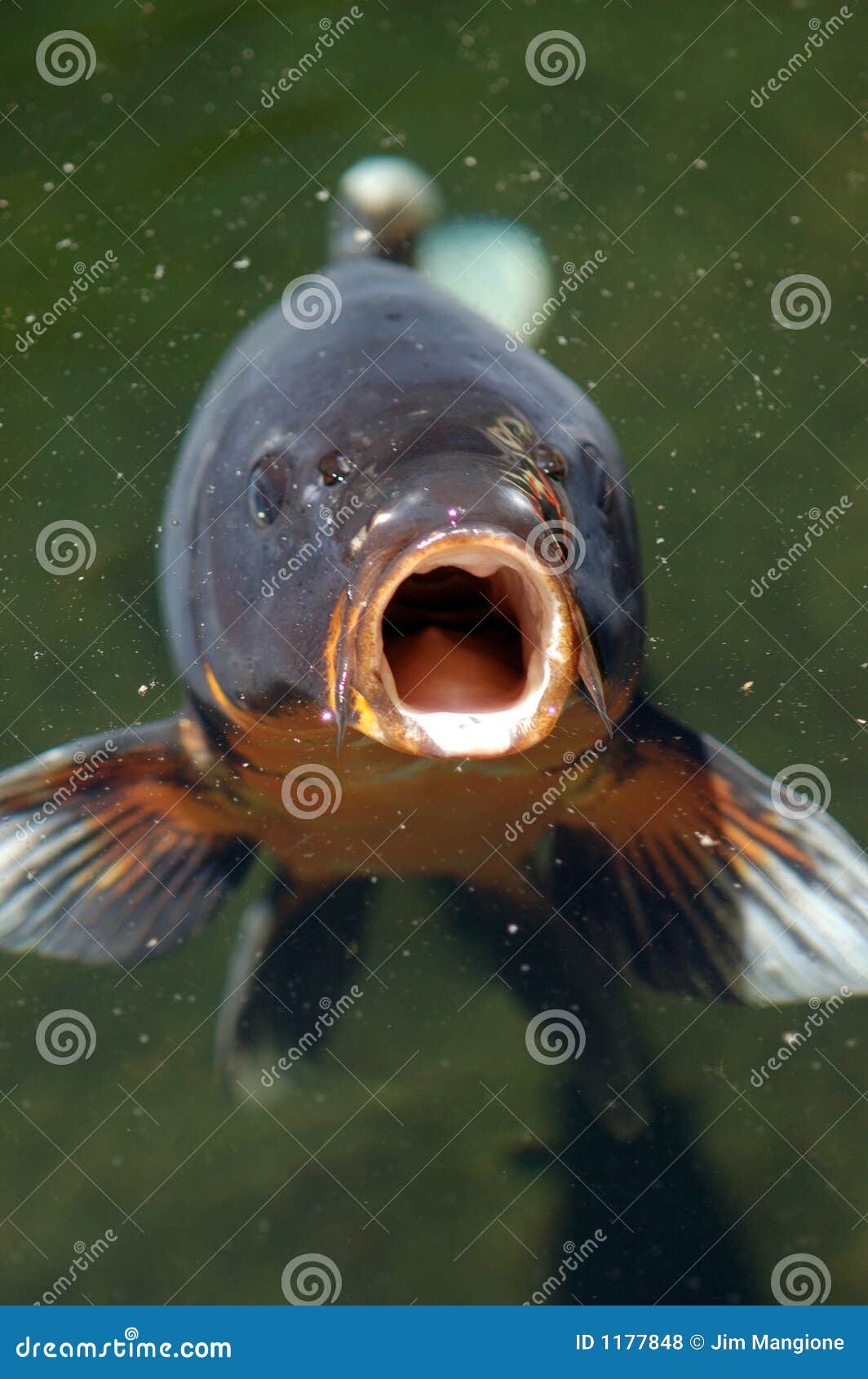 Coi Fish Open Mouth stock photo. Image of fishery, feeding - 1177848