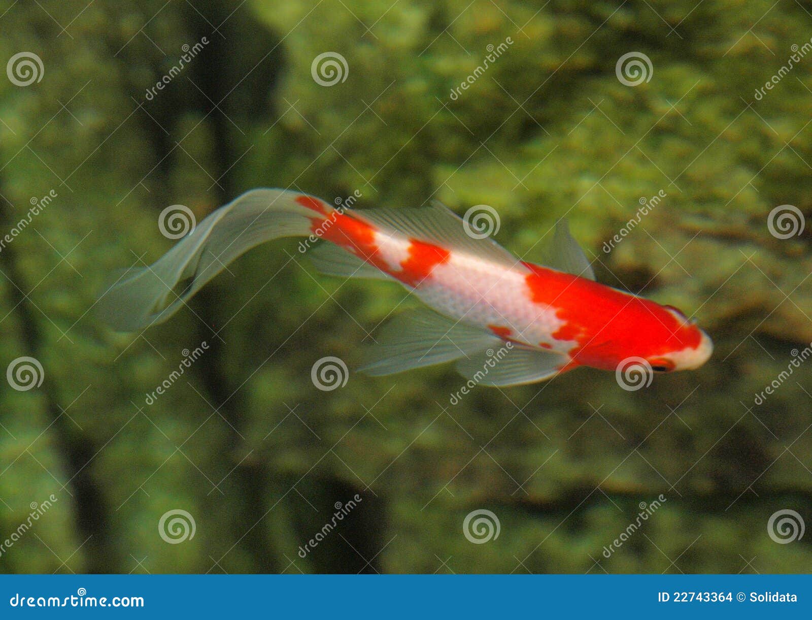 Coi Fish Red and White Swimming Stock Photo - Image of meditation, tank ...