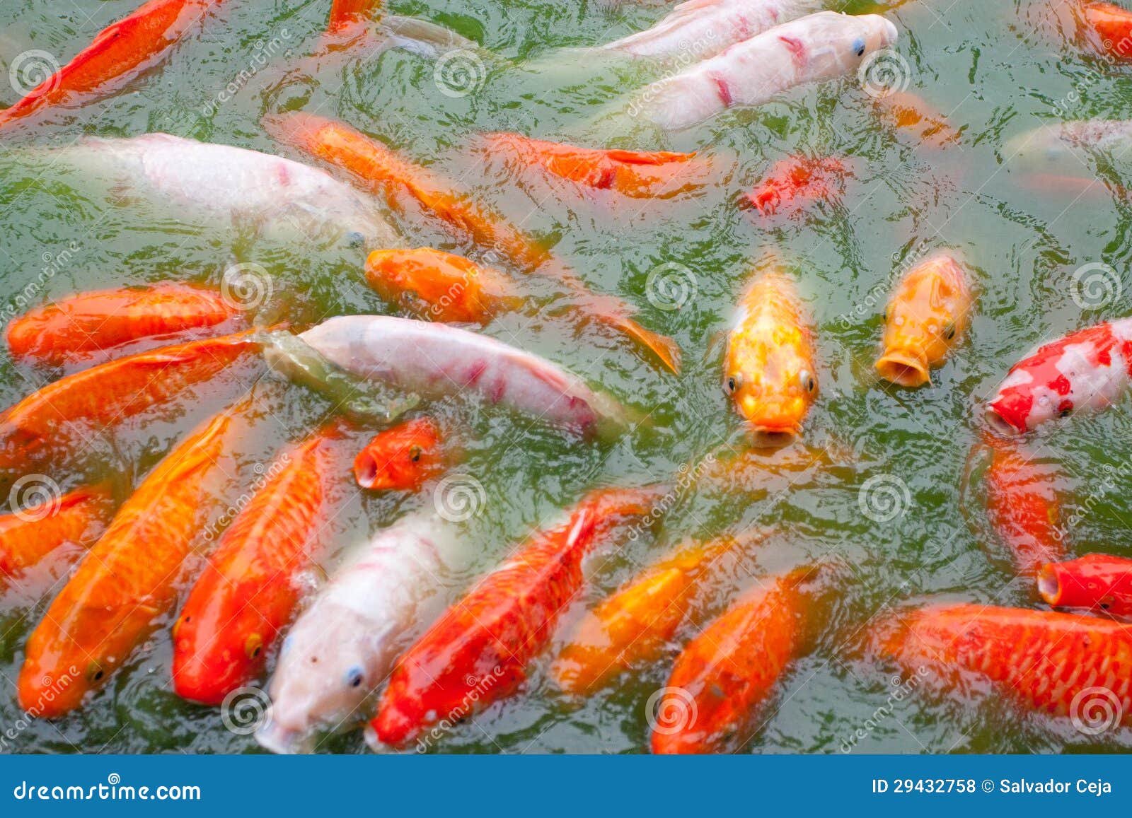Coi pond fish stock photo. Image of japan, fins, asia - 29432758