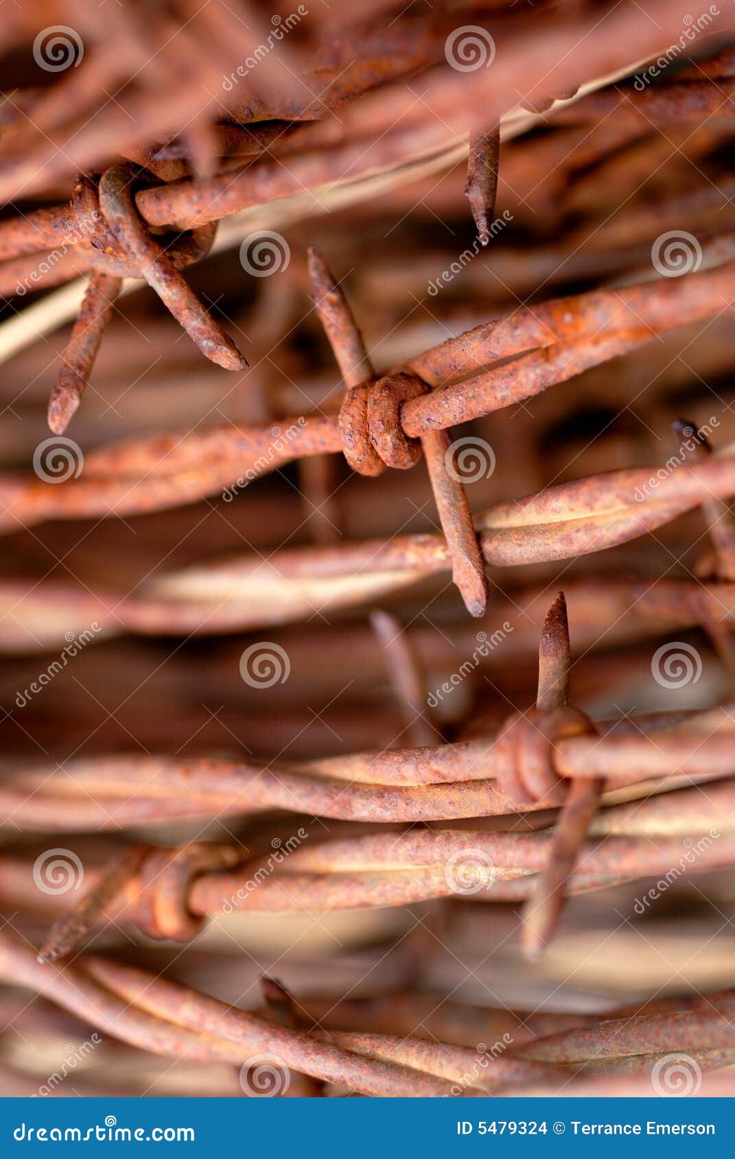 Coil of Rusty Barbed Wire stock photo. Image of symbolsm - 5479324