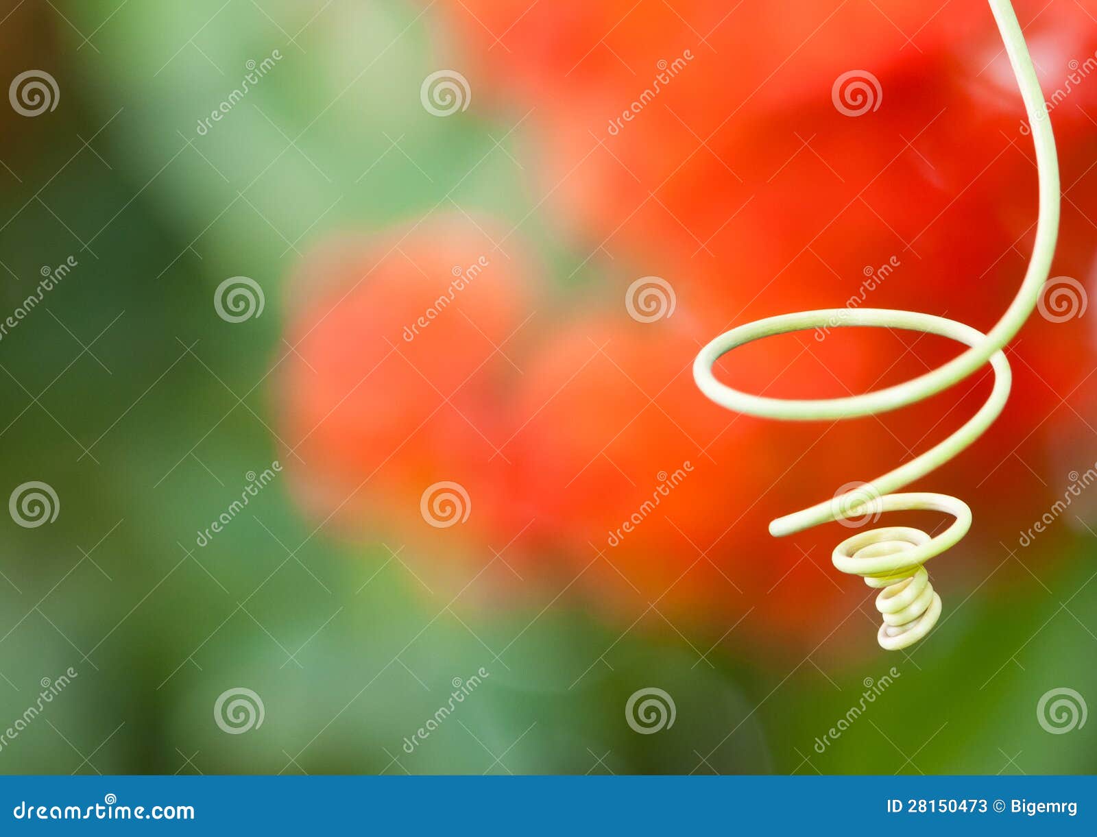 Coiled stock image. Image of close, coiled, passion, flower - 28150473