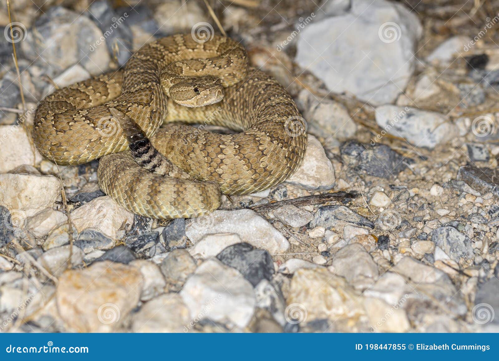 Coiled Angry Brown Snake Rattling Tail Looking Right Stock Image ...