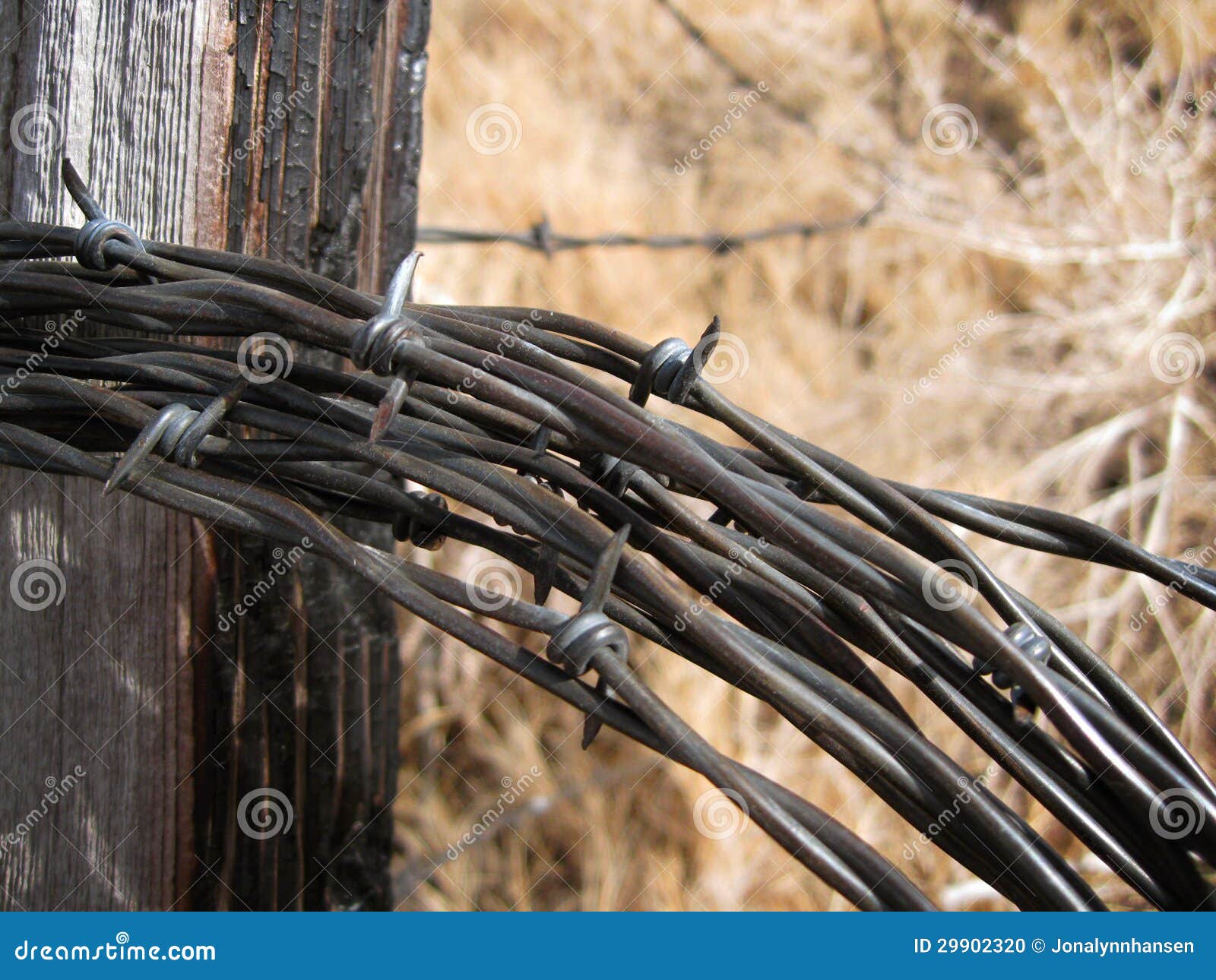 Barb Wire stock photo. Image of wood, pasture, post, barb - 29902320