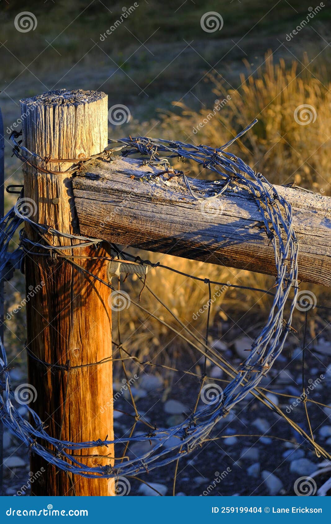 Coiled Barb Wire Strung on Fence Post Stock Photo - Image of green ...