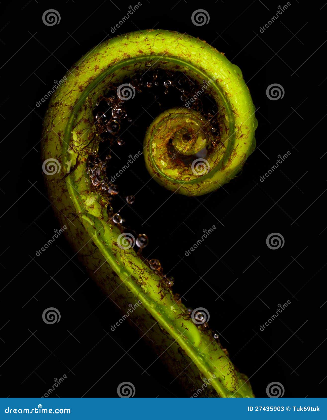 Coiled coil of fern stock image. Image of spring, nature - 27435903