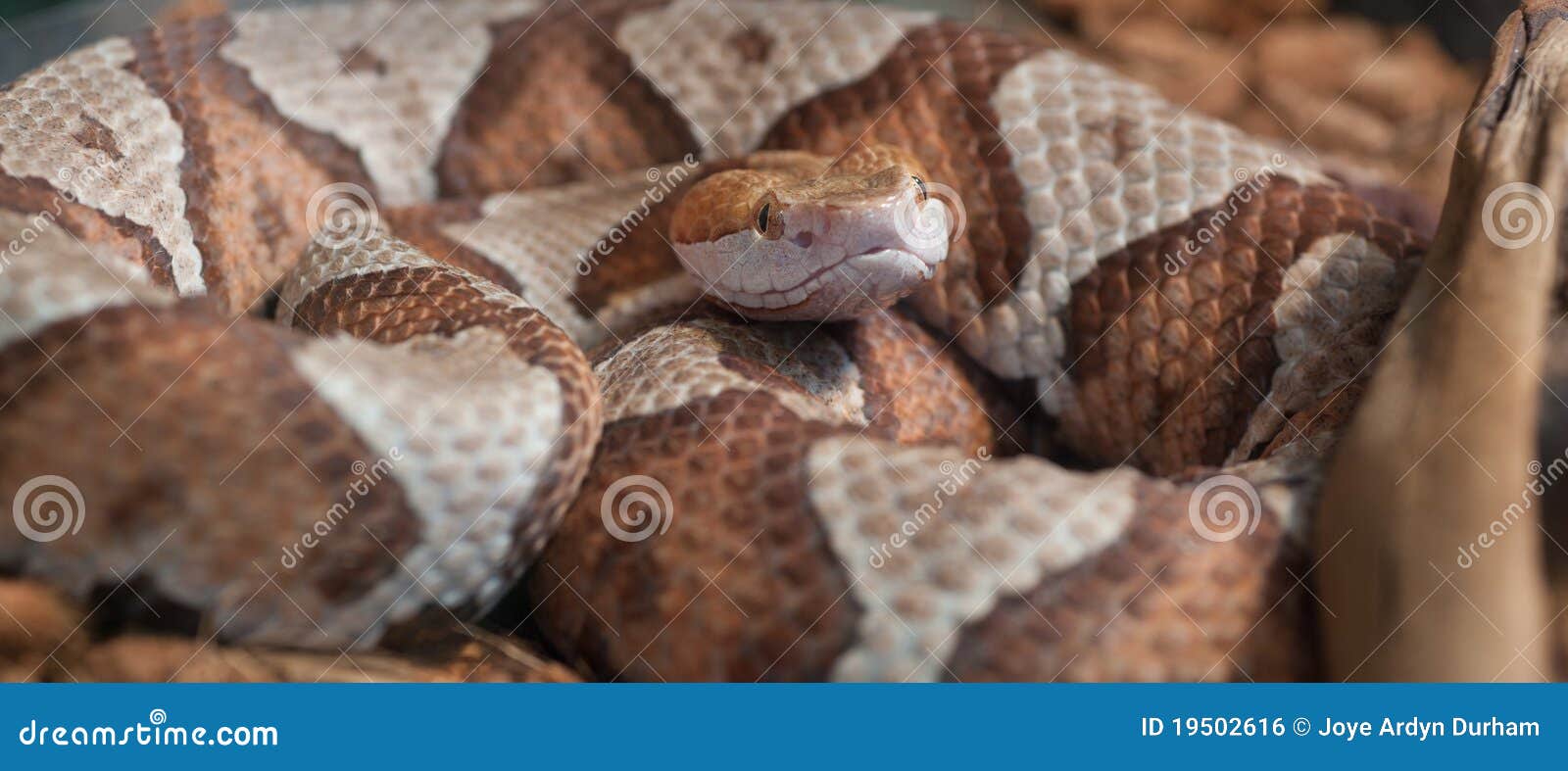 Coiled Copperhead stock photo. Image of america, bite - 19502616