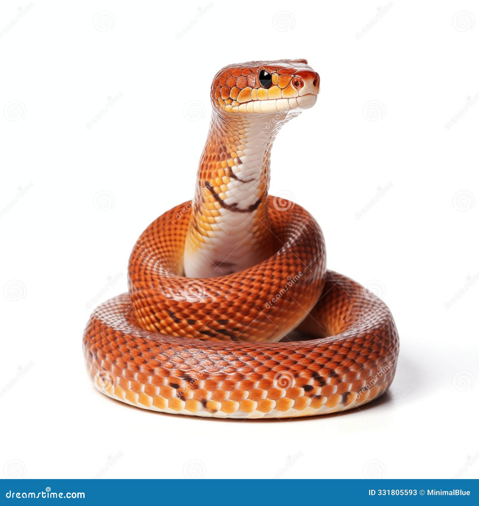 Slither Corn Snake Stock Illustration | CartoonDealer.com #305977663