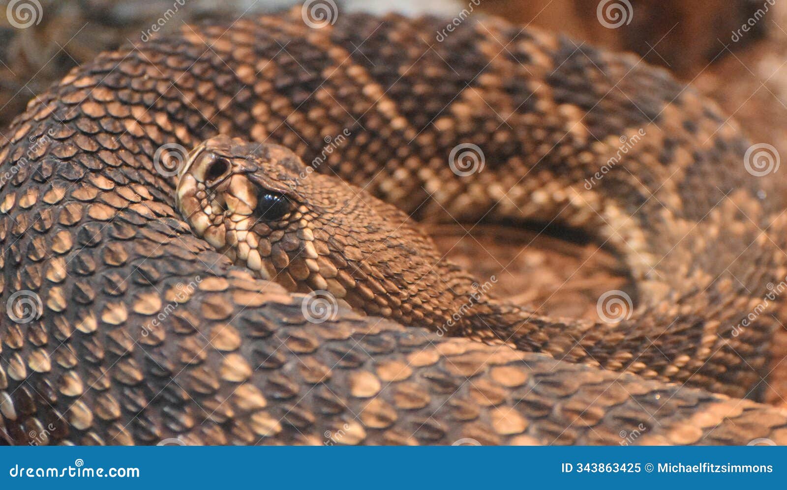 Eastern Diamondback Rattlesnake (Crotalus Atrox) Stock Image - Image of ...