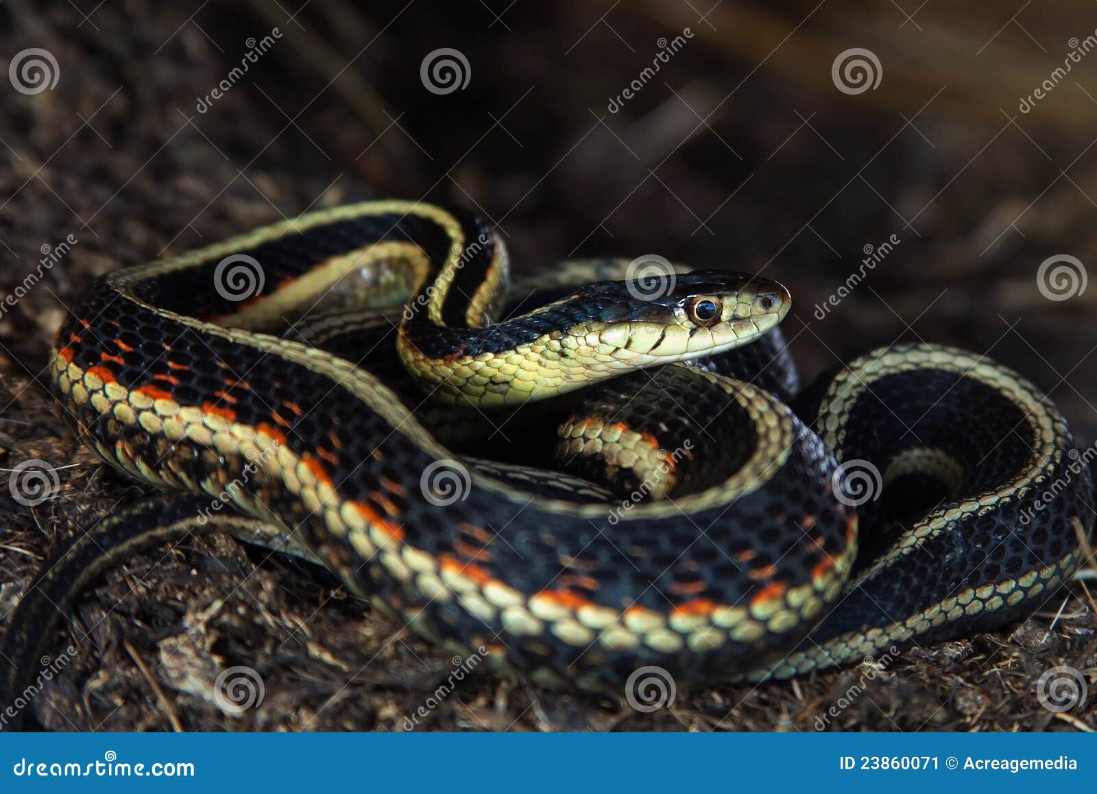 Coiled garter snake stock image. Image of goose, coil - 23860071