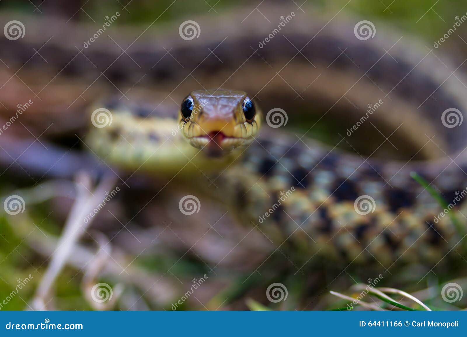 Staring Snake Stock Image | CartoonDealer.com #116628595