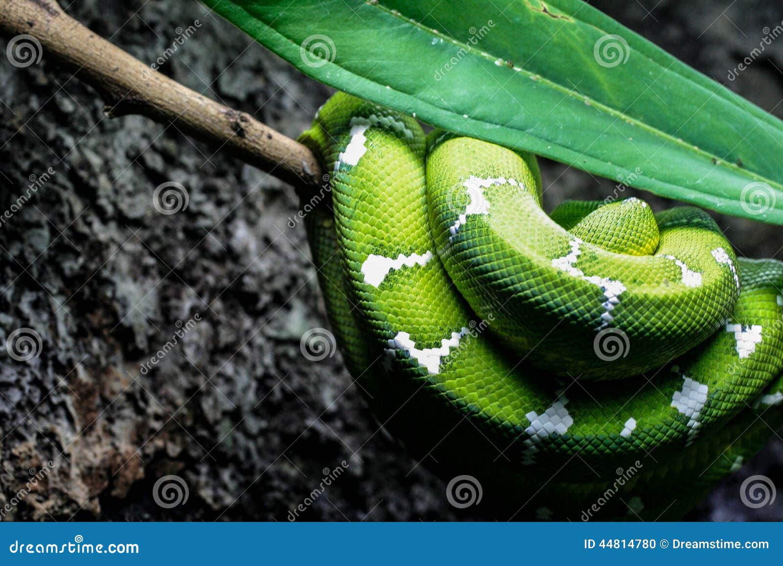 Coiled Green Snake stock photo. Image of resting, diamond - 44814780
