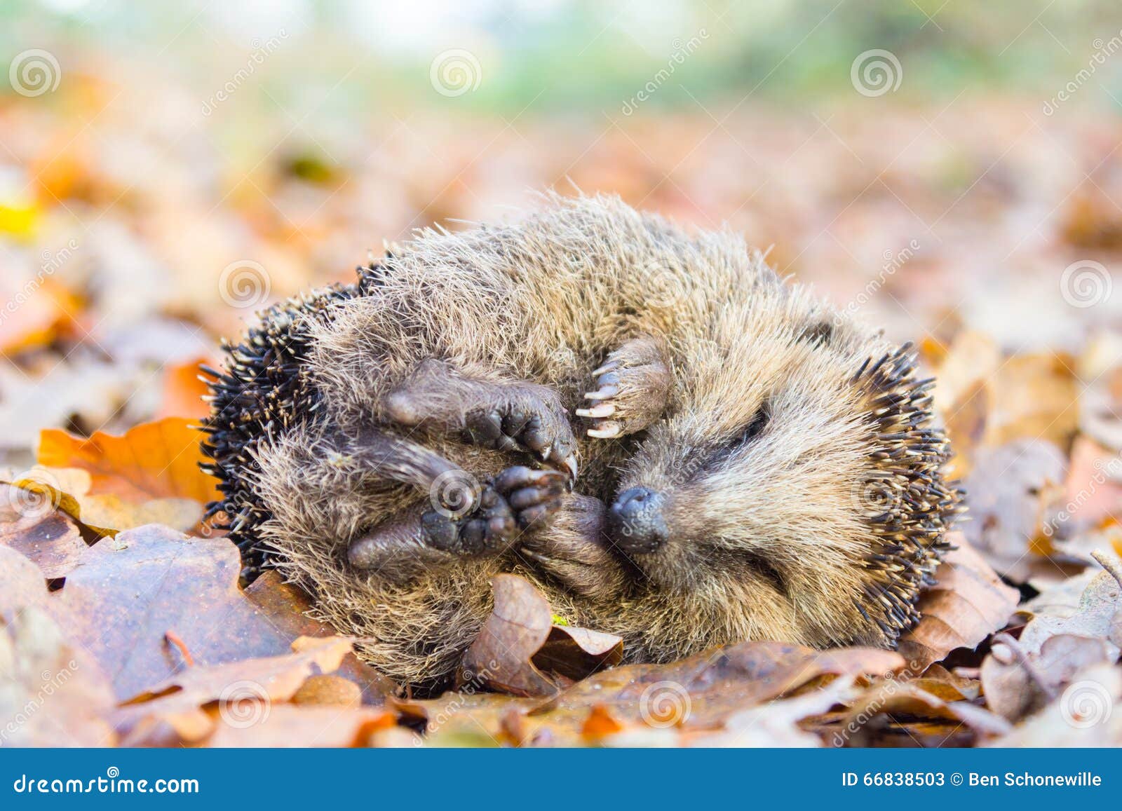 Coiled Hedgehog Lying and Sleeping on Leaves in Fall Stock Image ...