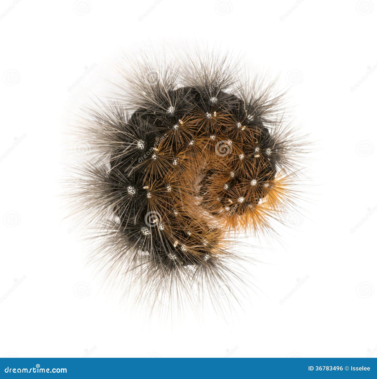 Coiled Moth Caterpillar Viewed from Up High, Isolated Stock Photo ...