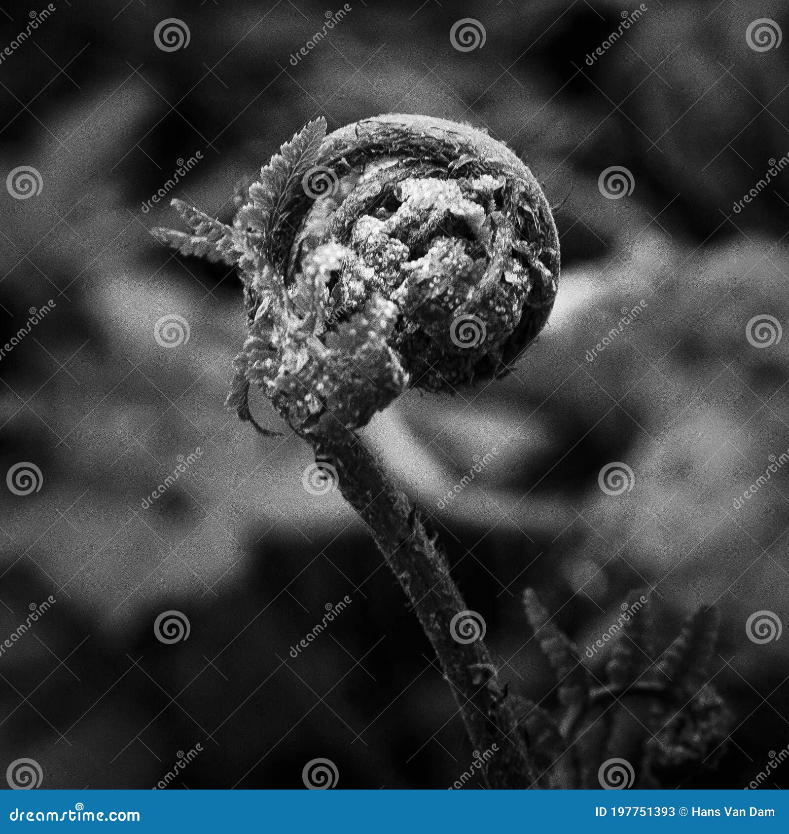 The coiled plant in spring stock image. Image of natural - 197751393