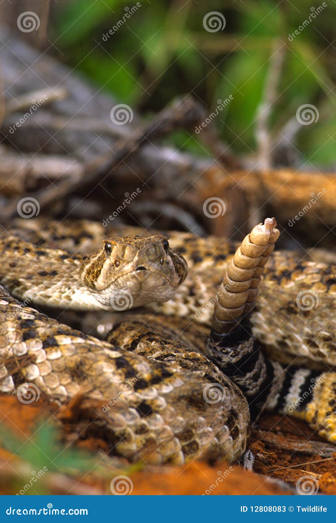Coiled Rattler stock image. Image of rattlesnake, poisonous - 12808083