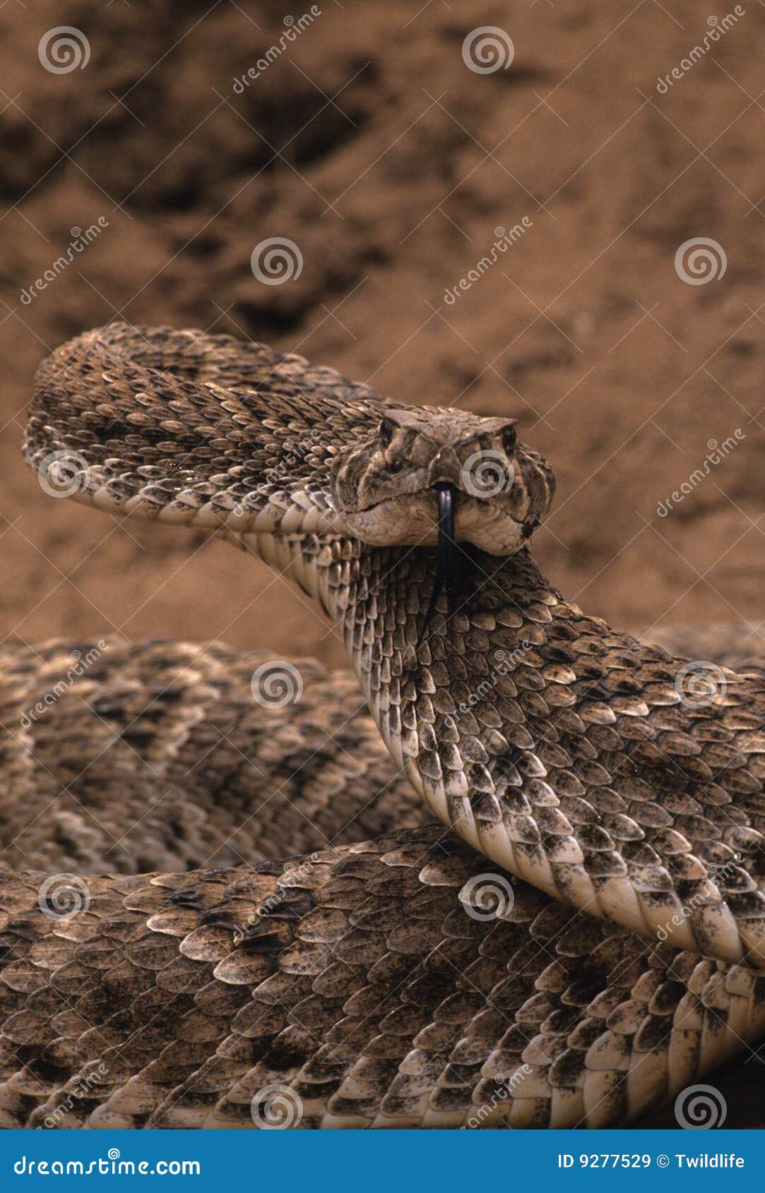 Coiled Rattler stock image. Image of stride, diamonback - 9277529