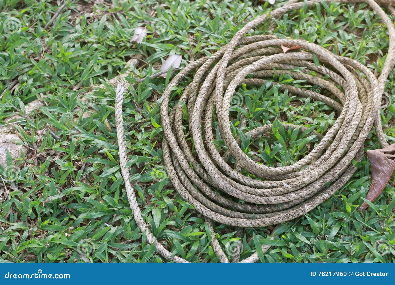 Coiled Roll of Rope Arranged on Grass Ground Stock Photo - Image of ...