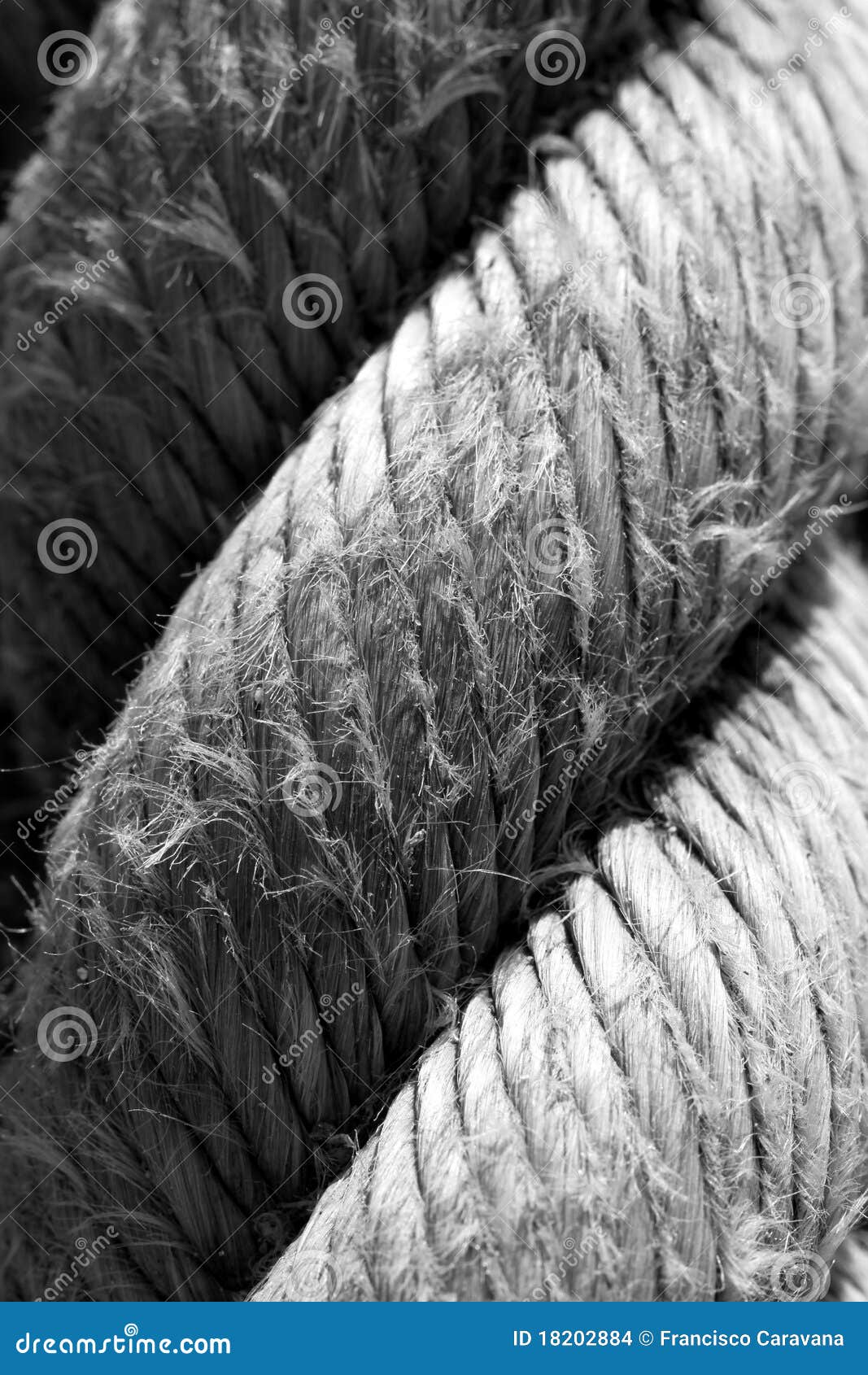 Coiled rope stock photo. Image of lasso, circular, lash - 18202884