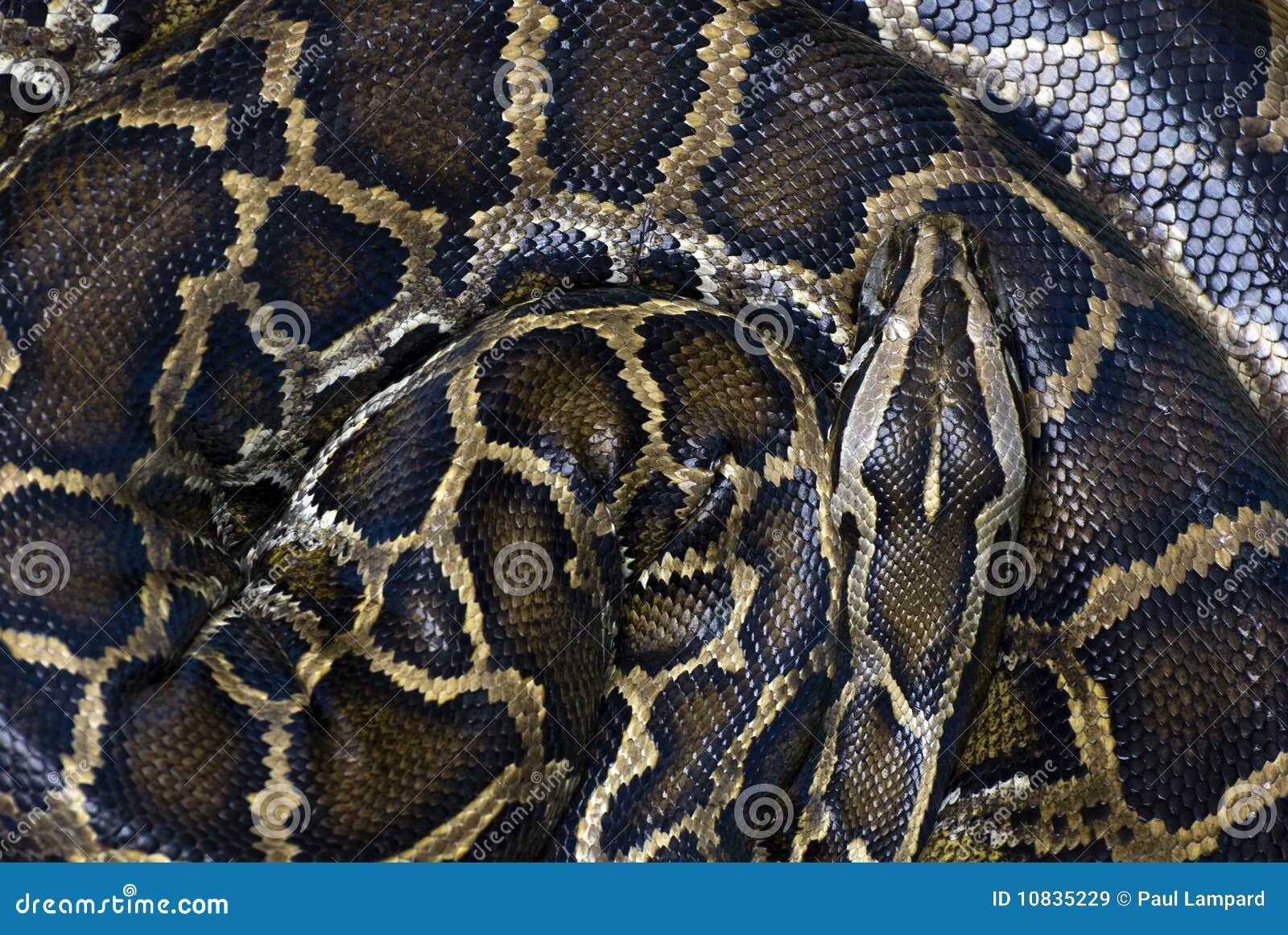 Coiled snake stock image. Image of coldblooded, dangerous - 10835229