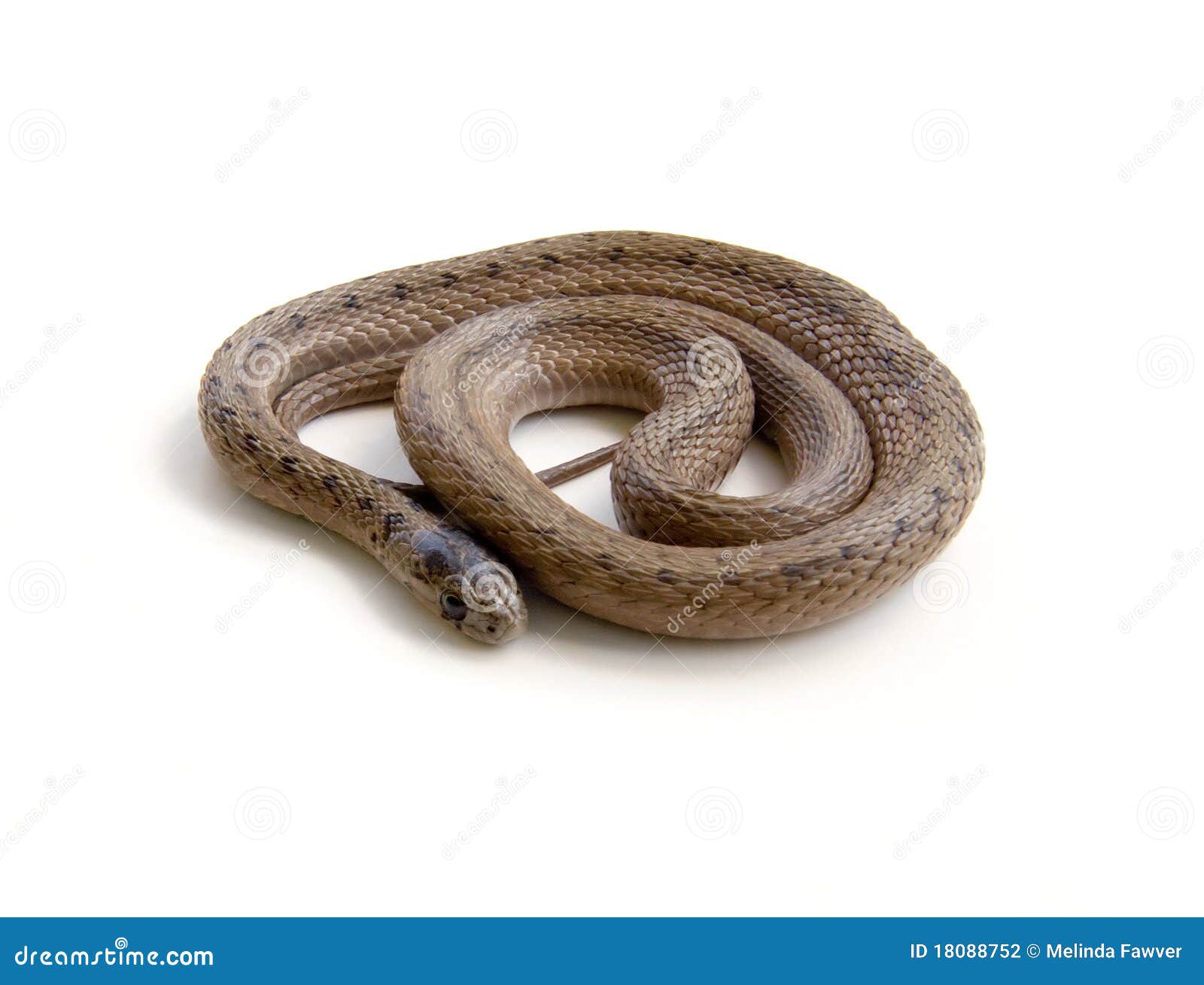 Coiled Snake stock photo. Image of animal, northern, isolated - 18088752