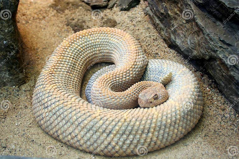 Coiled Snake stock image. Image of reptile, coil, coiled - 199633