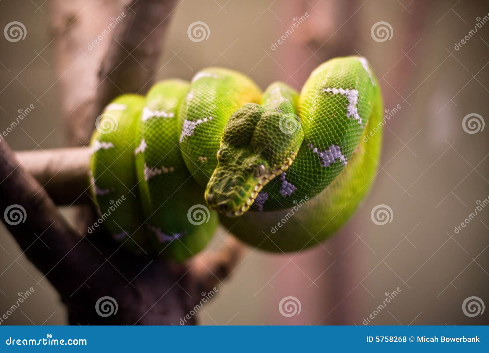 Coiled Snake stock photo. Image of snake, wild, poisonous - 5758268
