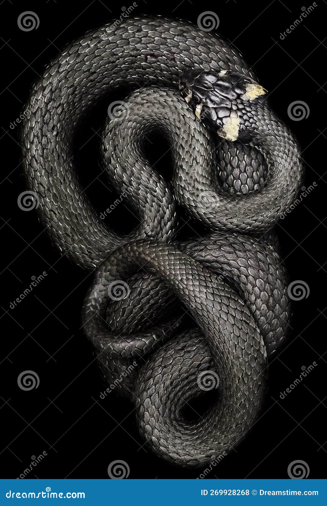 The Coiled Snake Rests Under The Plants. Qawra, Malta Stock Image ...