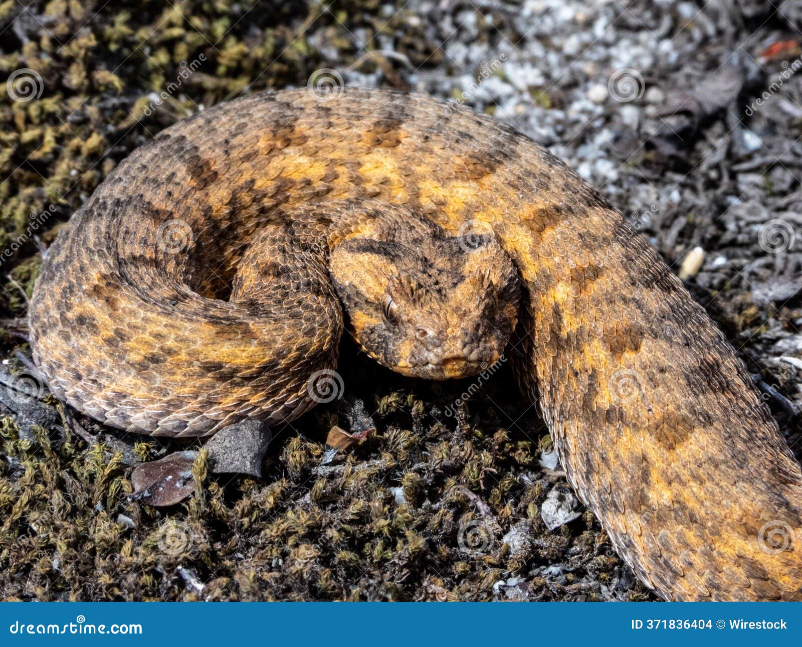 A Coiled Snake The Design Celebrates 2025 As The Year Of The Snake ...