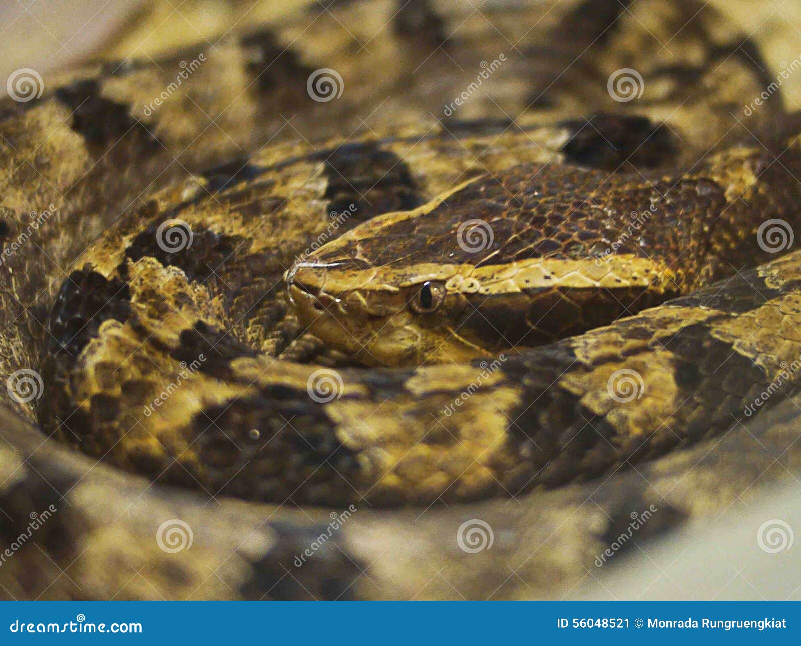 Coiled snake stock image. Image of snake, habitat, poisonous - 56048521