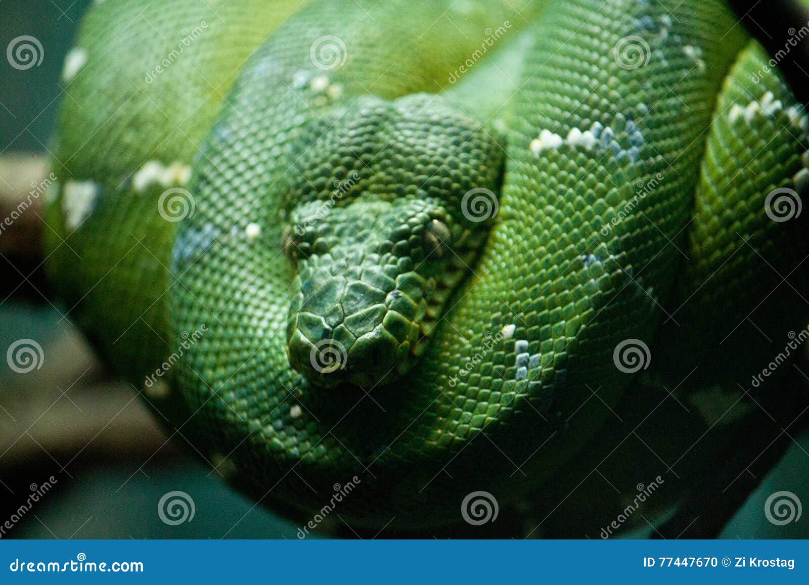 Coiled Snake stock photo. Image of pearly, pasty, looking - 77447670